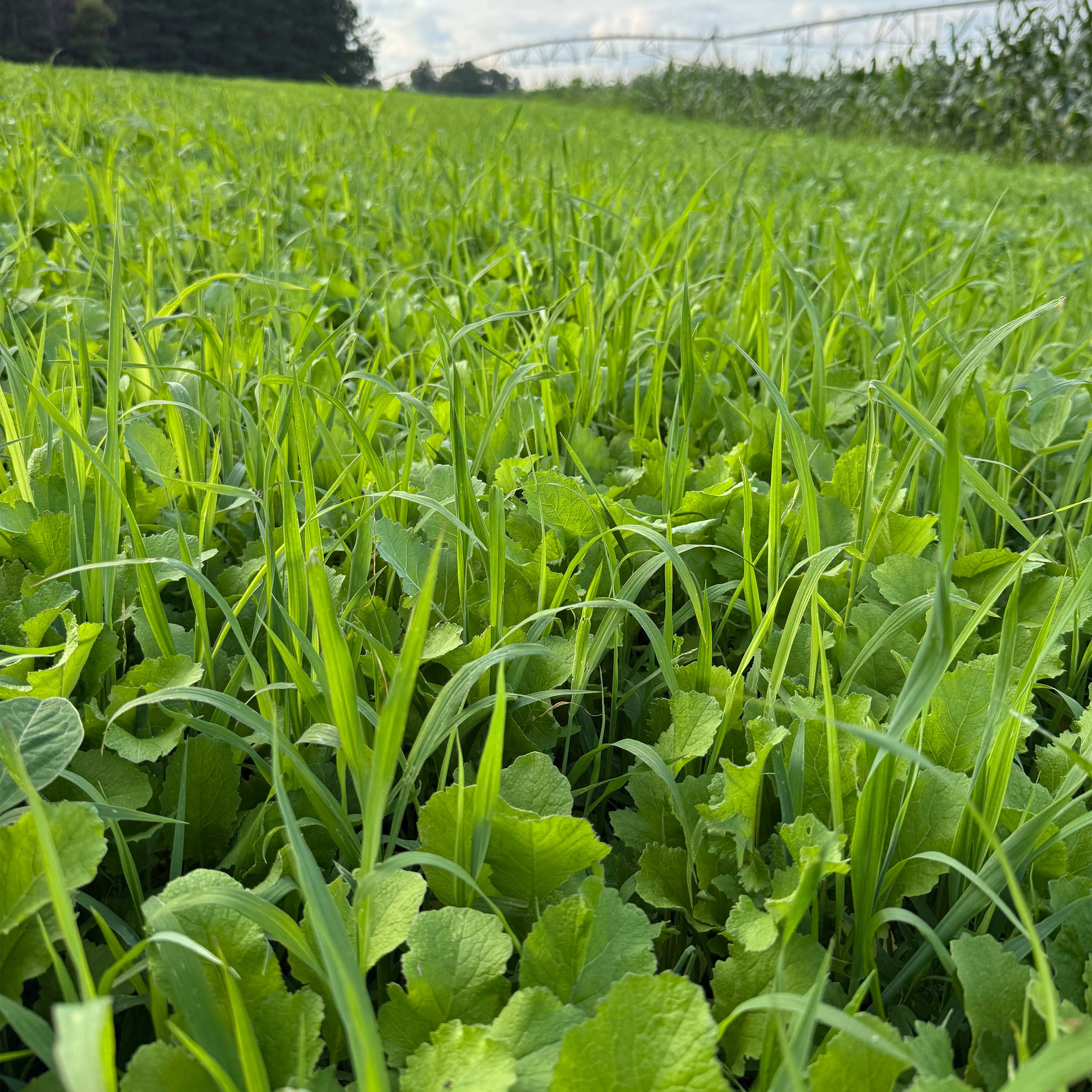 TnT Seed Company’s Signature Food Plot Seed Mixes
