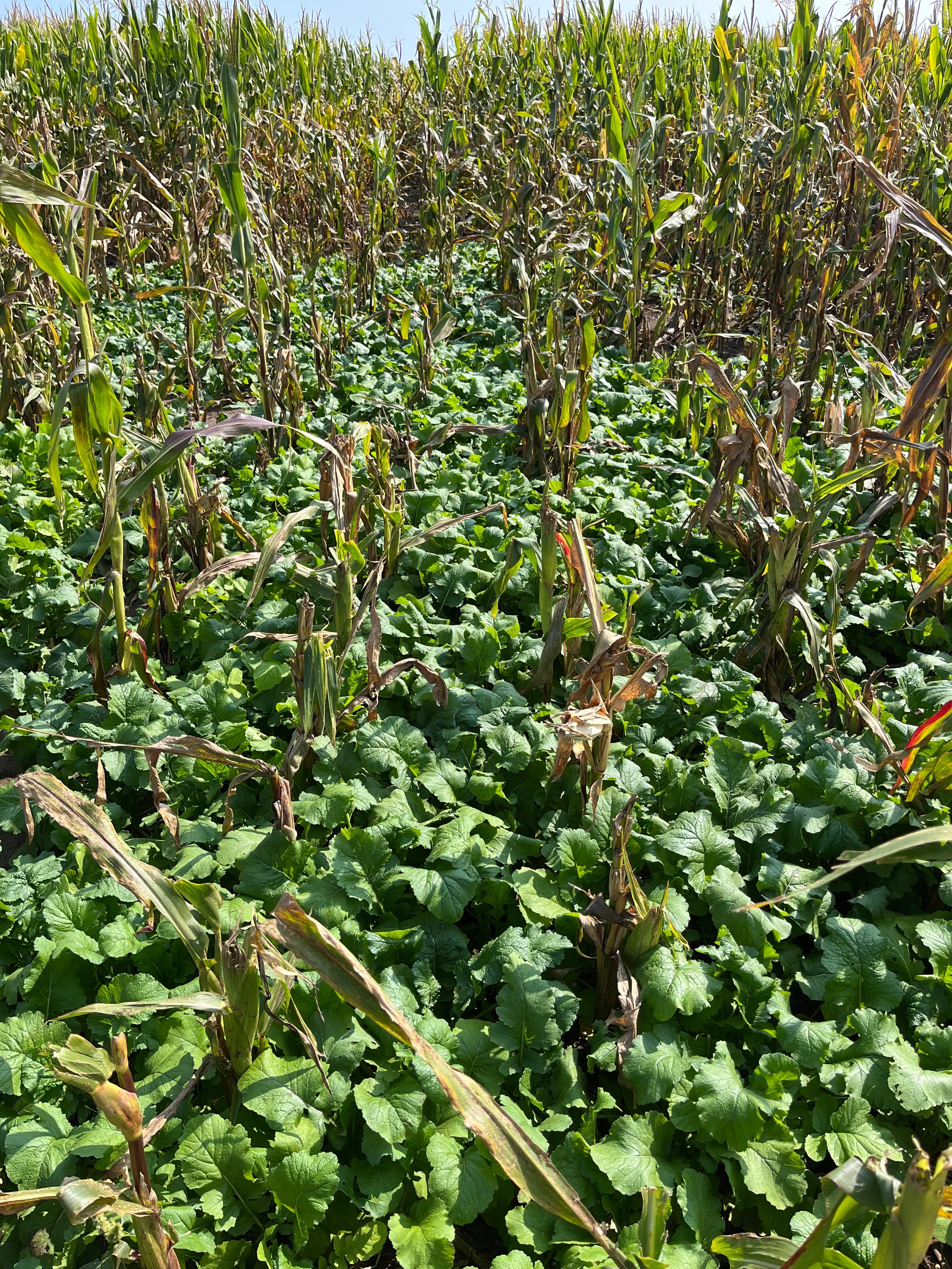 Fall Food Plots – TnT Seed Company