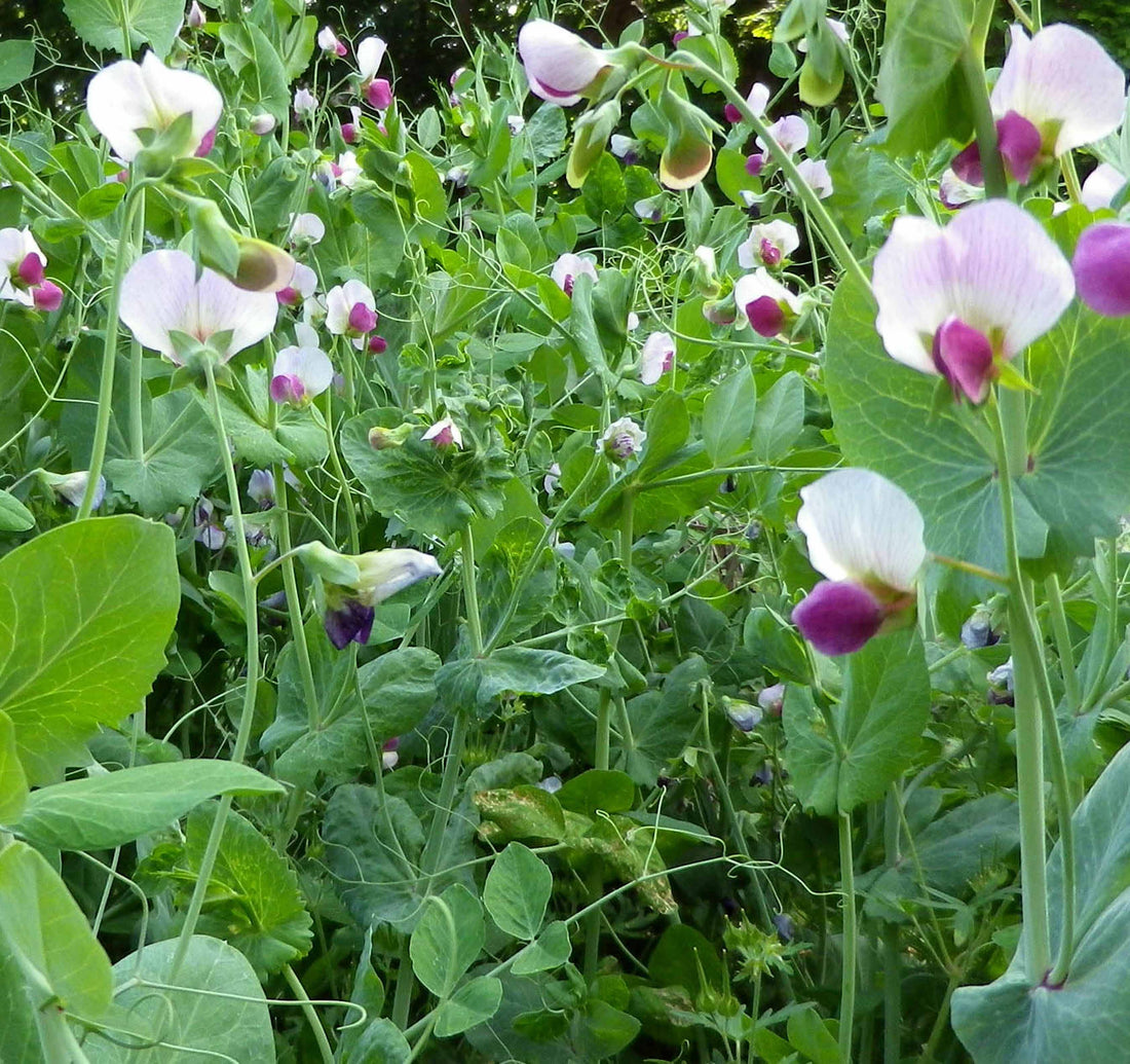 Austrian Winter Peas – TnT Seed Company