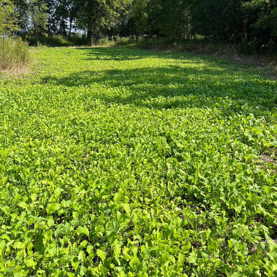 TnT Seed Company - Grasses - Food Plots - Cover Crops - and More