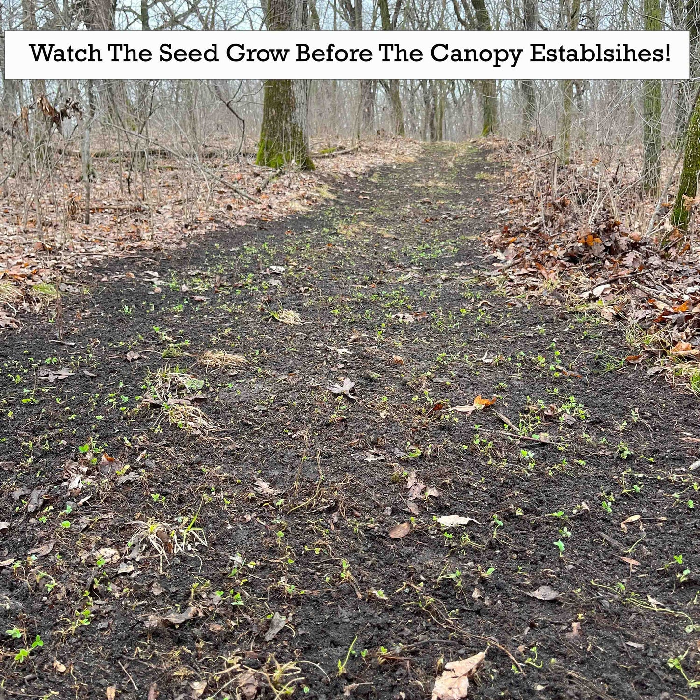 Slim Shady Mix – TnT Seed Company