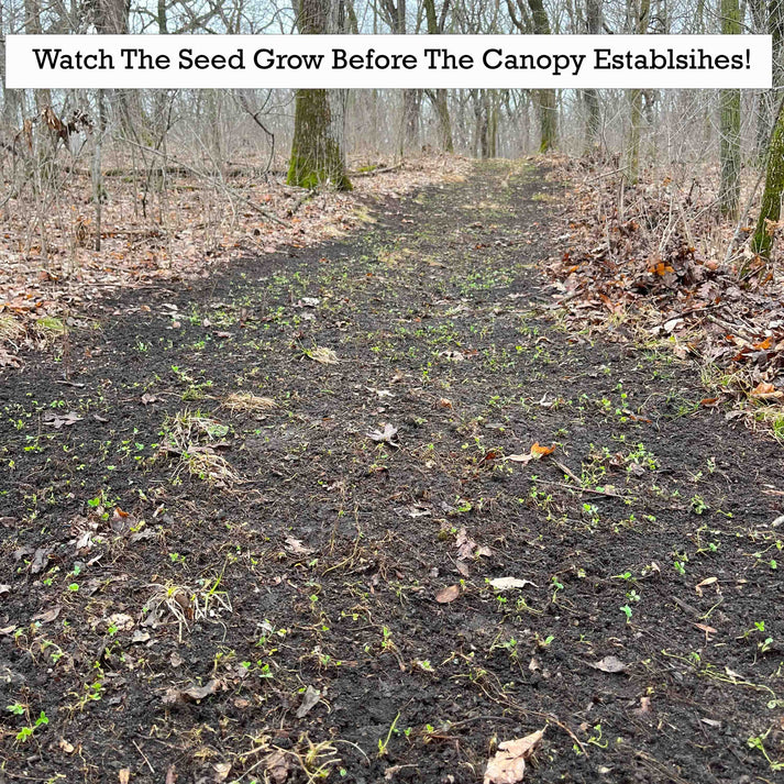 Slim Shady Mix – TnT Seed Company