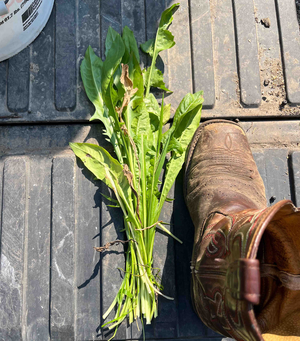 Forage Chicory – TnT Seed Company