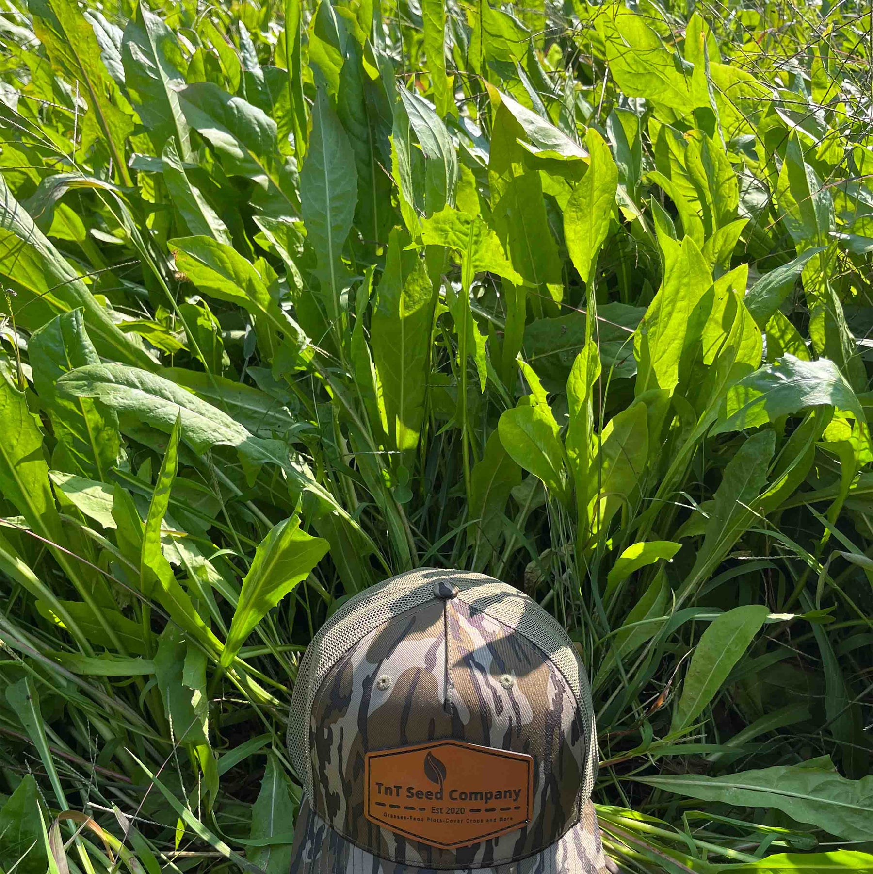 Forage Chicory – TnT Seed Company
