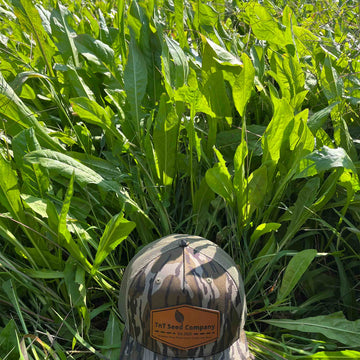 Forage Chicory – TnT Seed Company