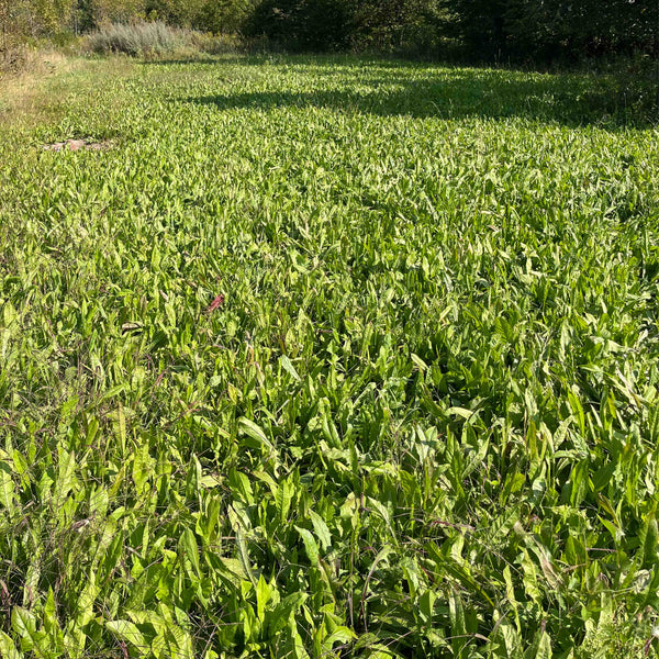 Forage Chicory – TnT Seed Company