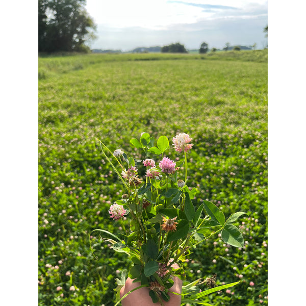 Medium Red Clover – TnT Seed Company