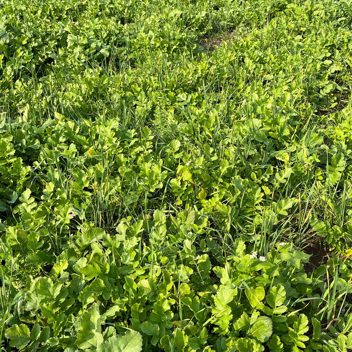 Food Plot Seed – TnT Seed Company