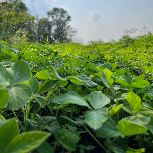 Forage Soybeans – TnT Seed Company