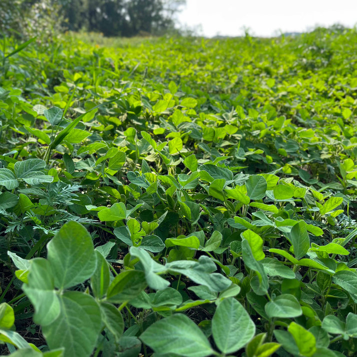 Forage Soybeans – TnT Seed Company