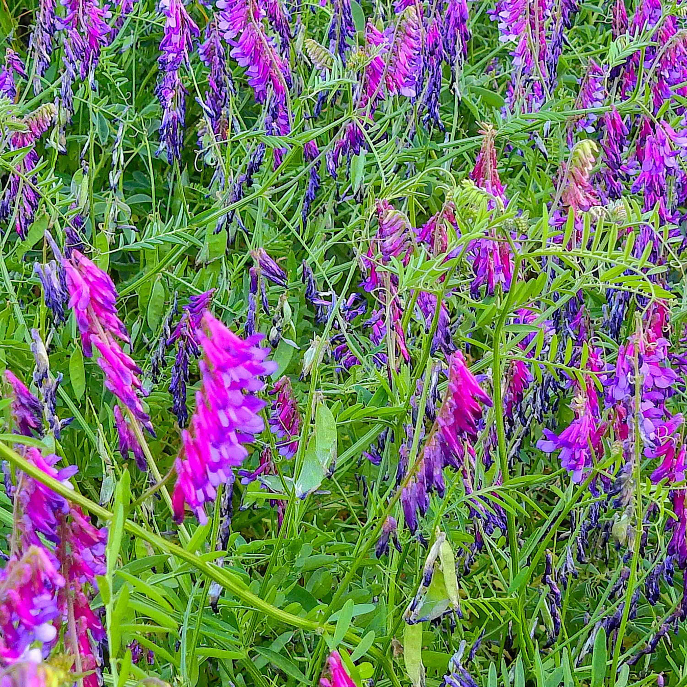Hairy Vetch – TnT Seed Company
