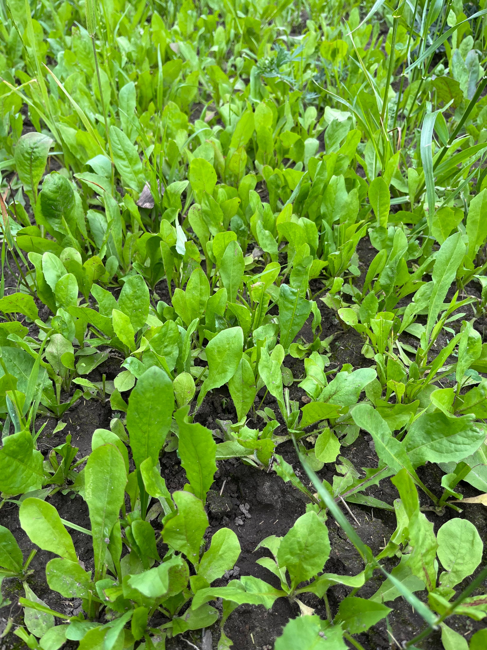 Forage Chicory – TnT Seed Company
