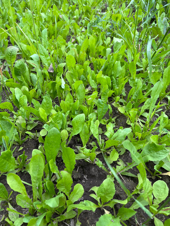 Forage Chicory – TnT Seed Company