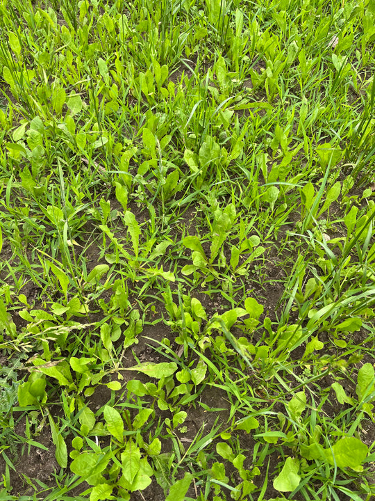 Forage Chicory – TnT Seed Company