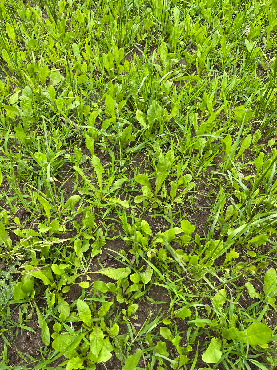 Forage Chicory – TnT Seed Company