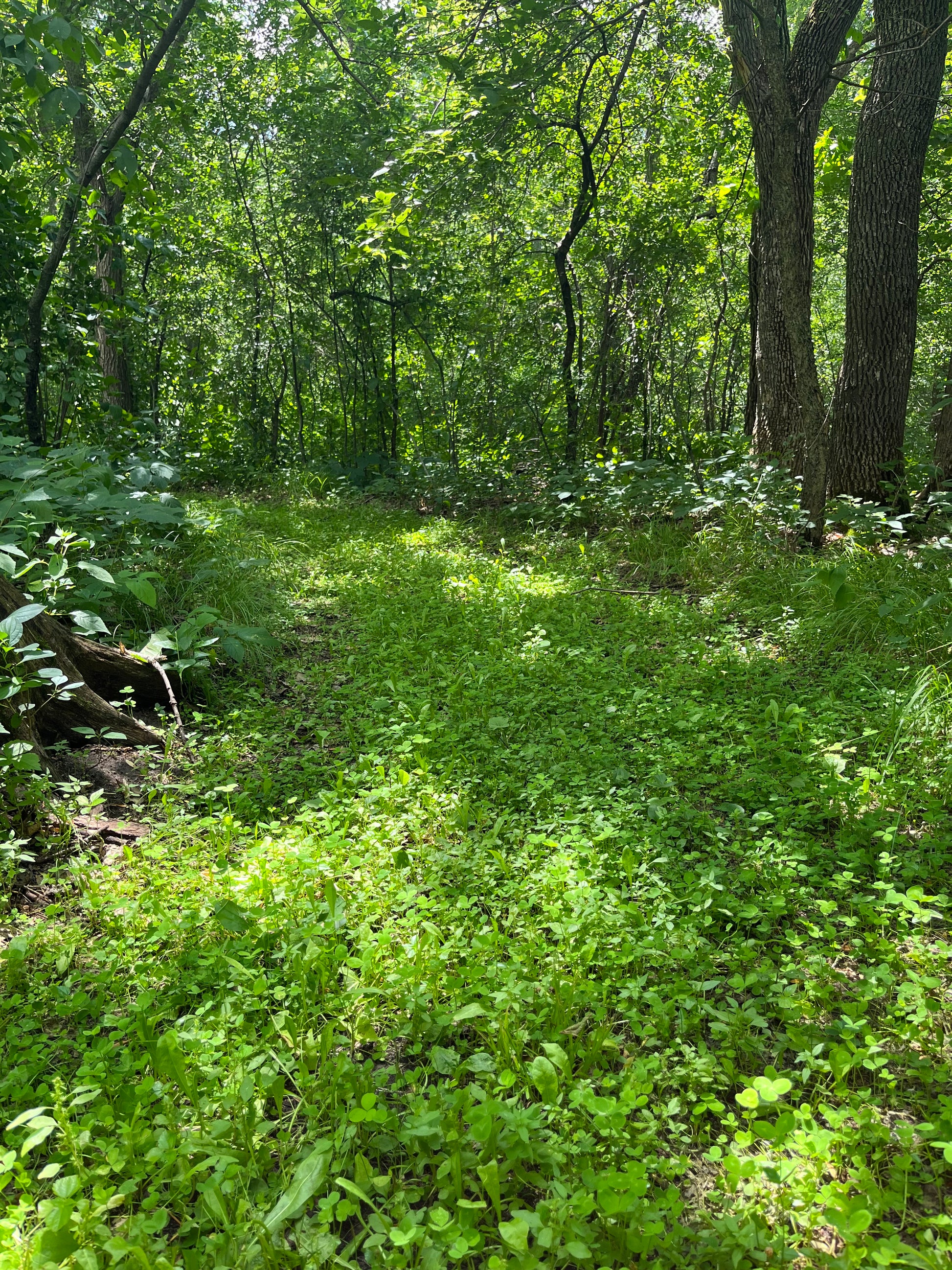 Slim Shady Mix – TnT Seed Company