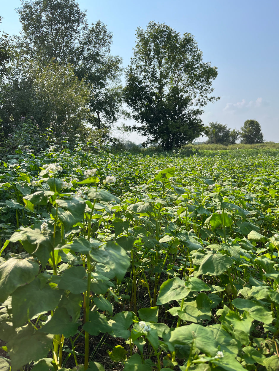 Food Plot Seed – TnT Seed Company
