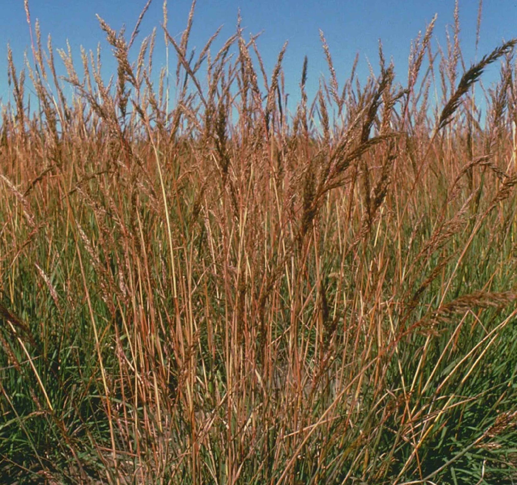 Indiangrass – TnT Seed Company