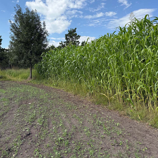 Signature Food Plot Seed Mixes – TnT Seed Company