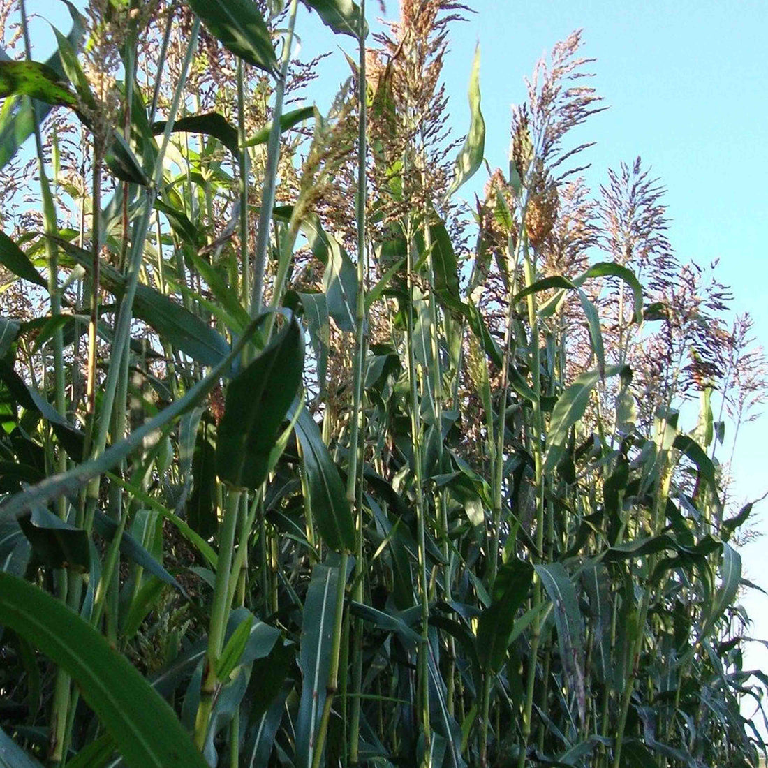 Sorghum Sudangrass – TnT Seed Company