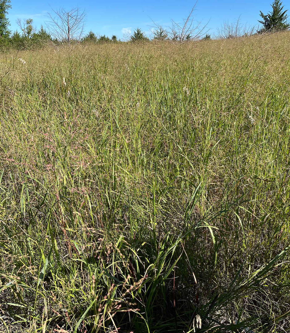 Switchgrass – TnT Seed Company