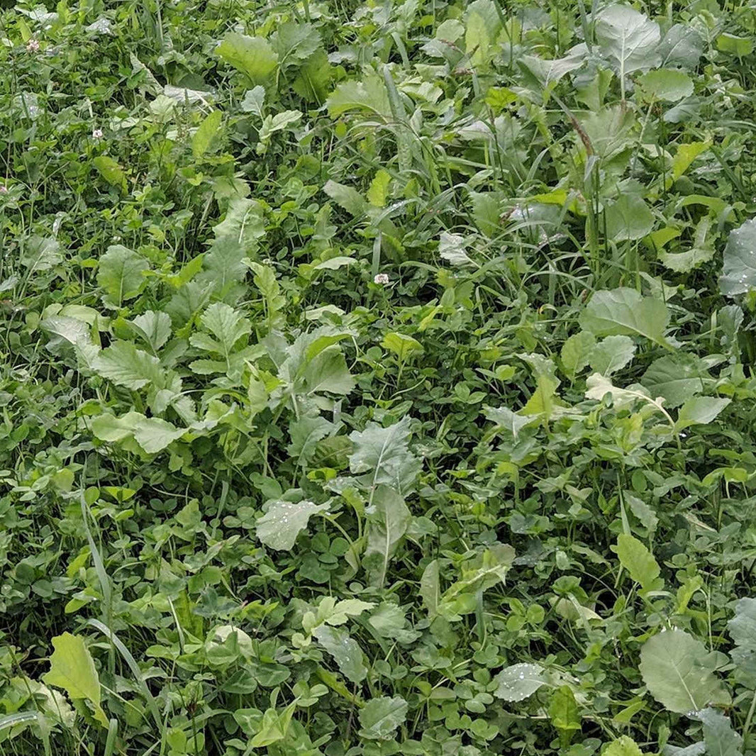 TnT Seed Company’s Signature Food Plot Seed Mixes