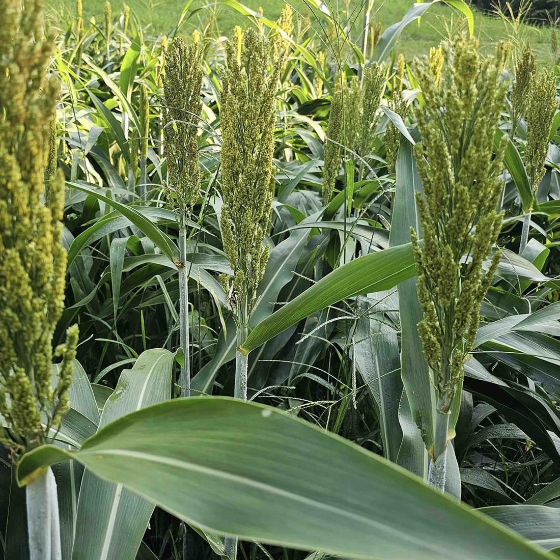WGF Grain Sorghum (Milo) – TnT Seed Company