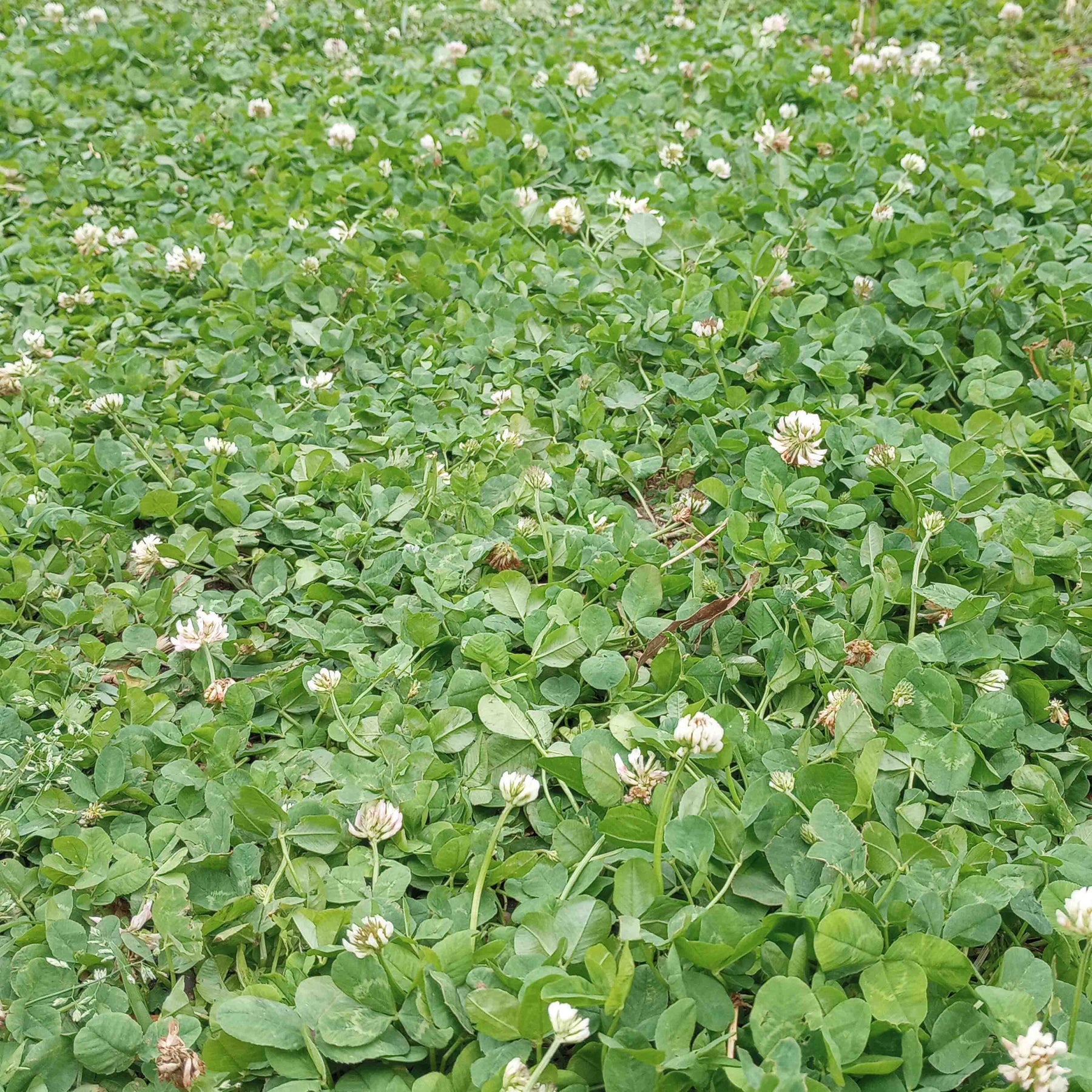 White Dutch Clover – TnT Seed Company