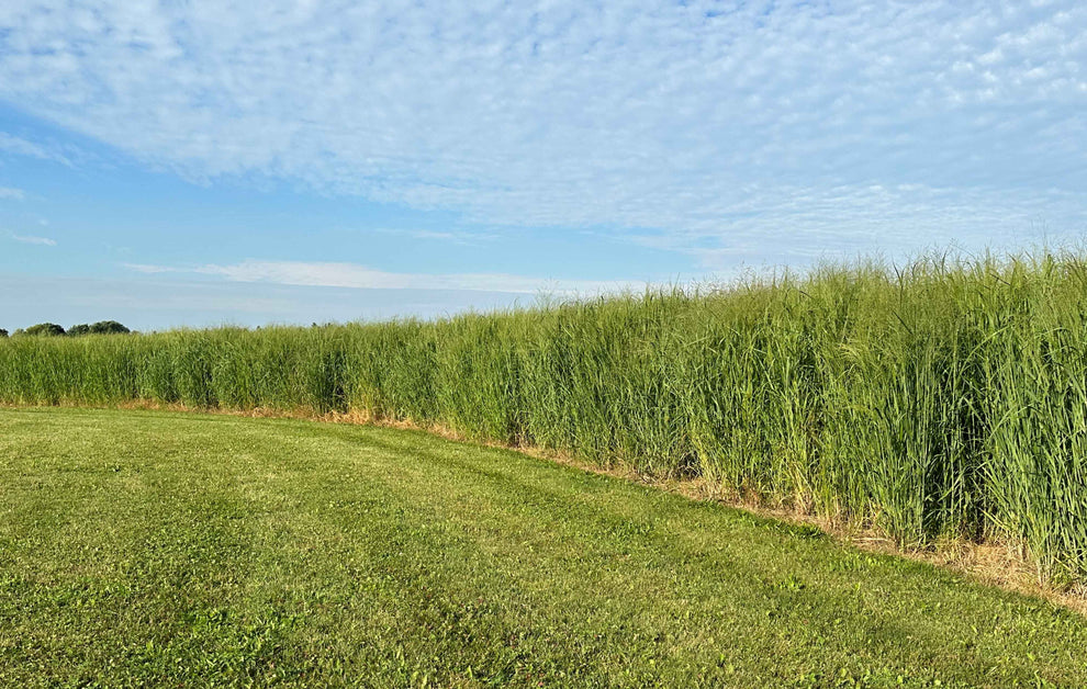 RC Big Rock Switchgrass (Pre-Order Available) – TnT Seed Company