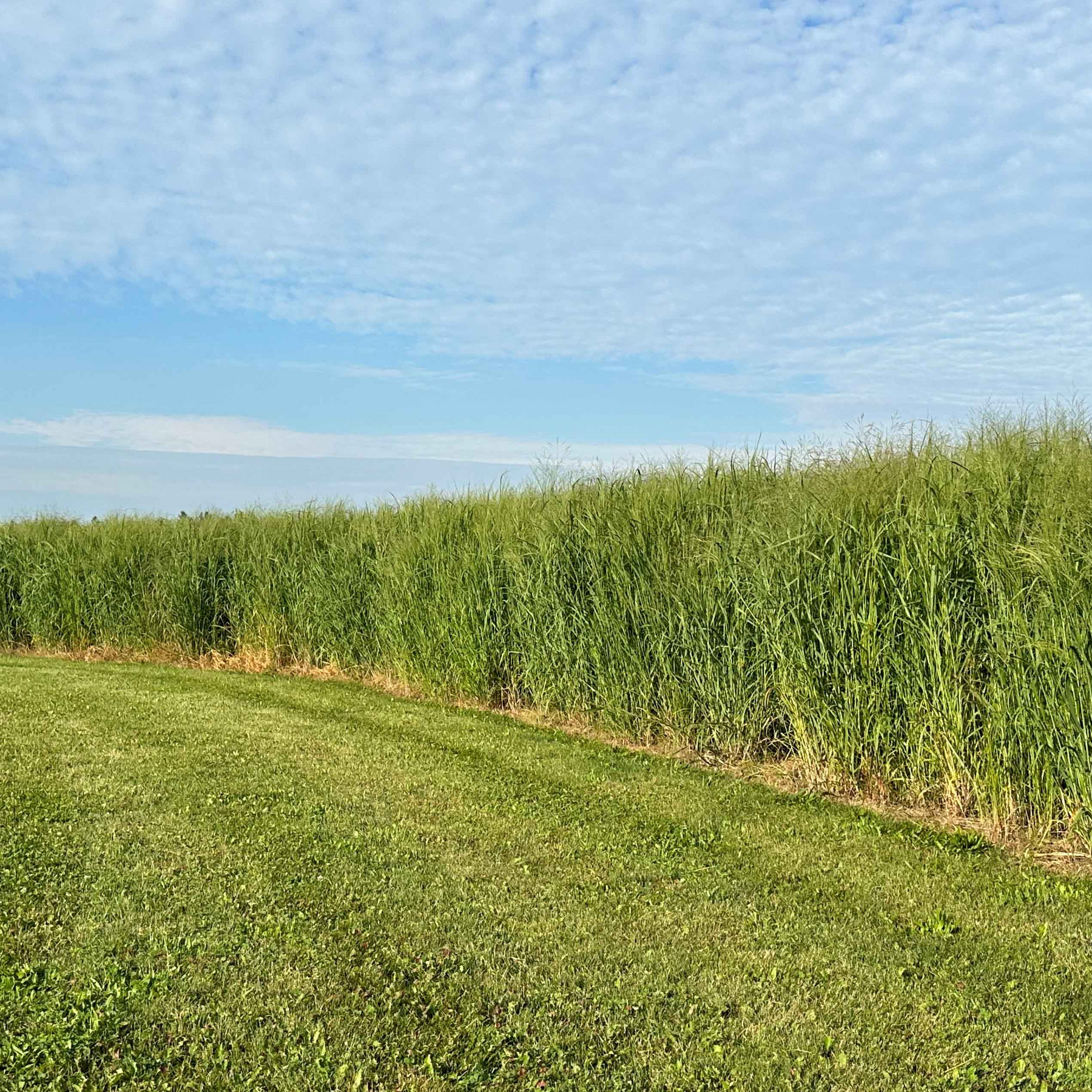 RC Big Rock Switchgrass – TnT Seed Company