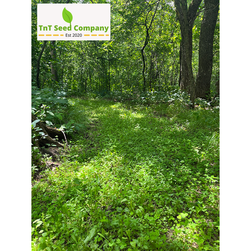 Slim Shady Mix – TnT Seed Company